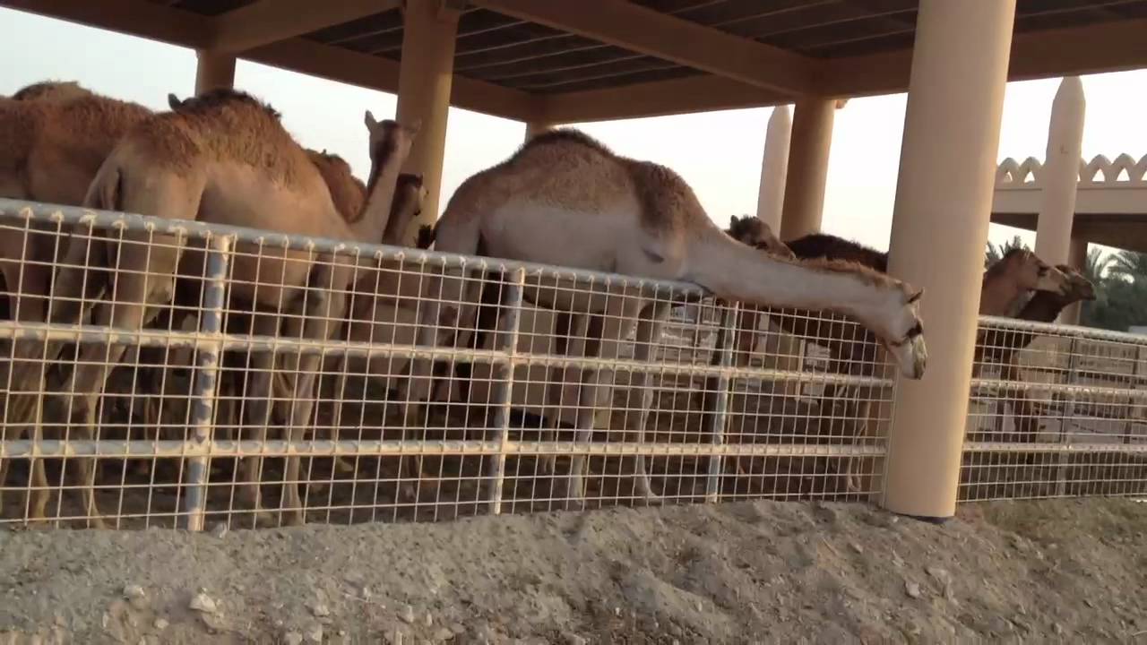 Janabiya Camel Farm - YouTube