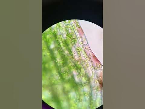 Clyclosis in Elodea 100x magnification - YouTube