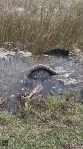 Gator eating python in the Florida Everglades. #python #gators #florida ...
