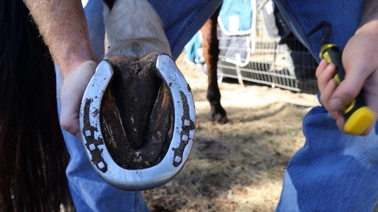 The Best Way to Clean and Trim Horse Hooves - YouTube
