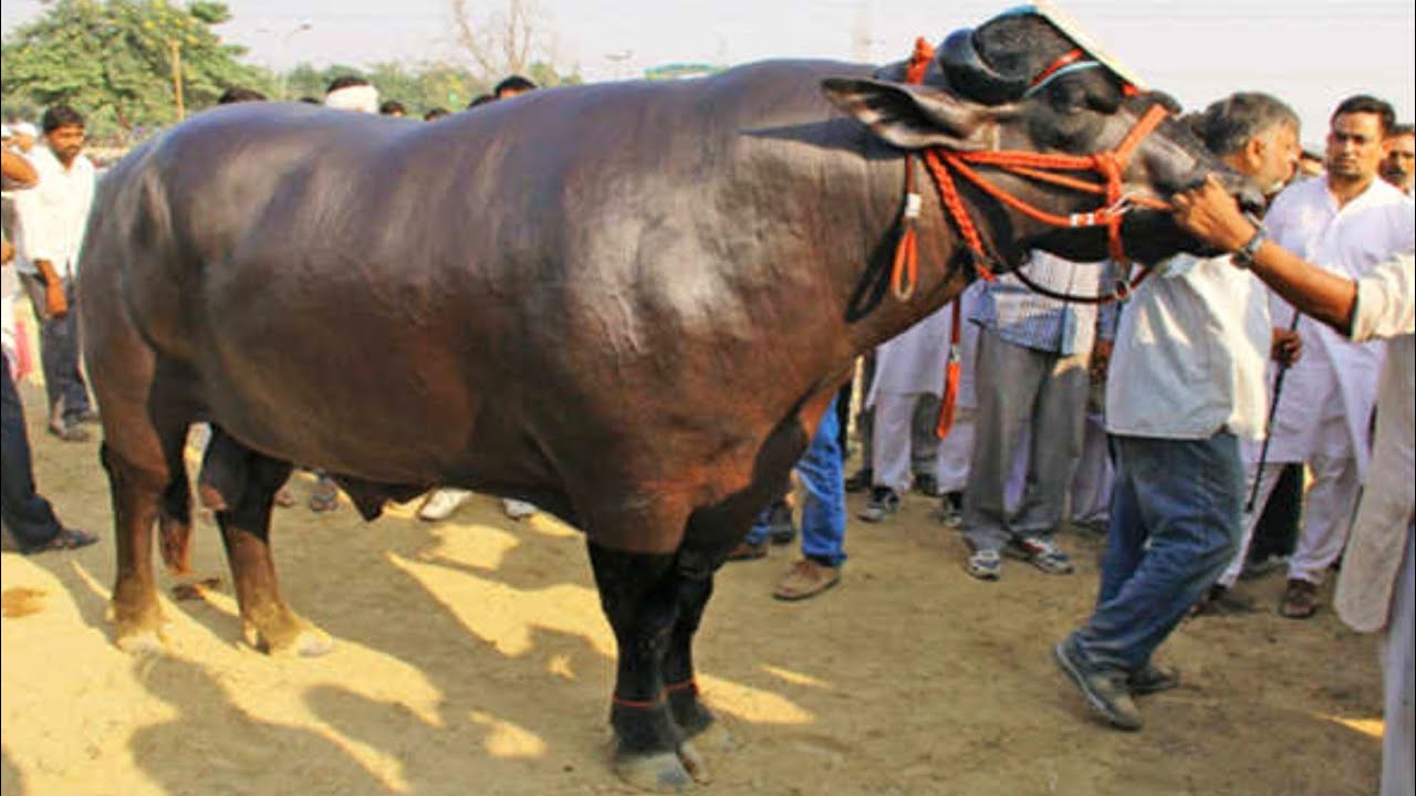 Top 5 Best Buffalo Bulls of Pakistan 2022 ll Breeder Bulls Beauty ...