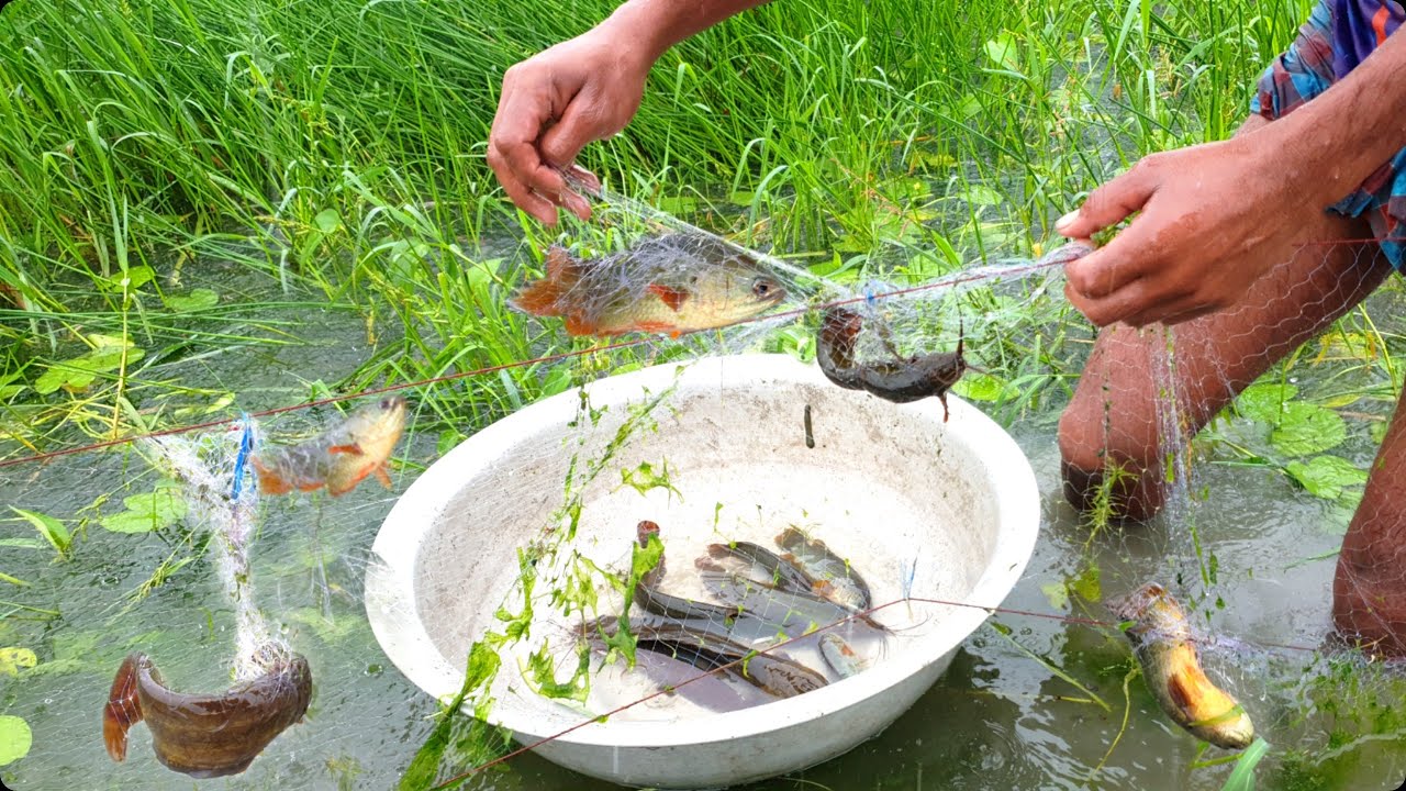Amazing Current Net Fishing Techniques Catching Catfish in Rainy Season ...