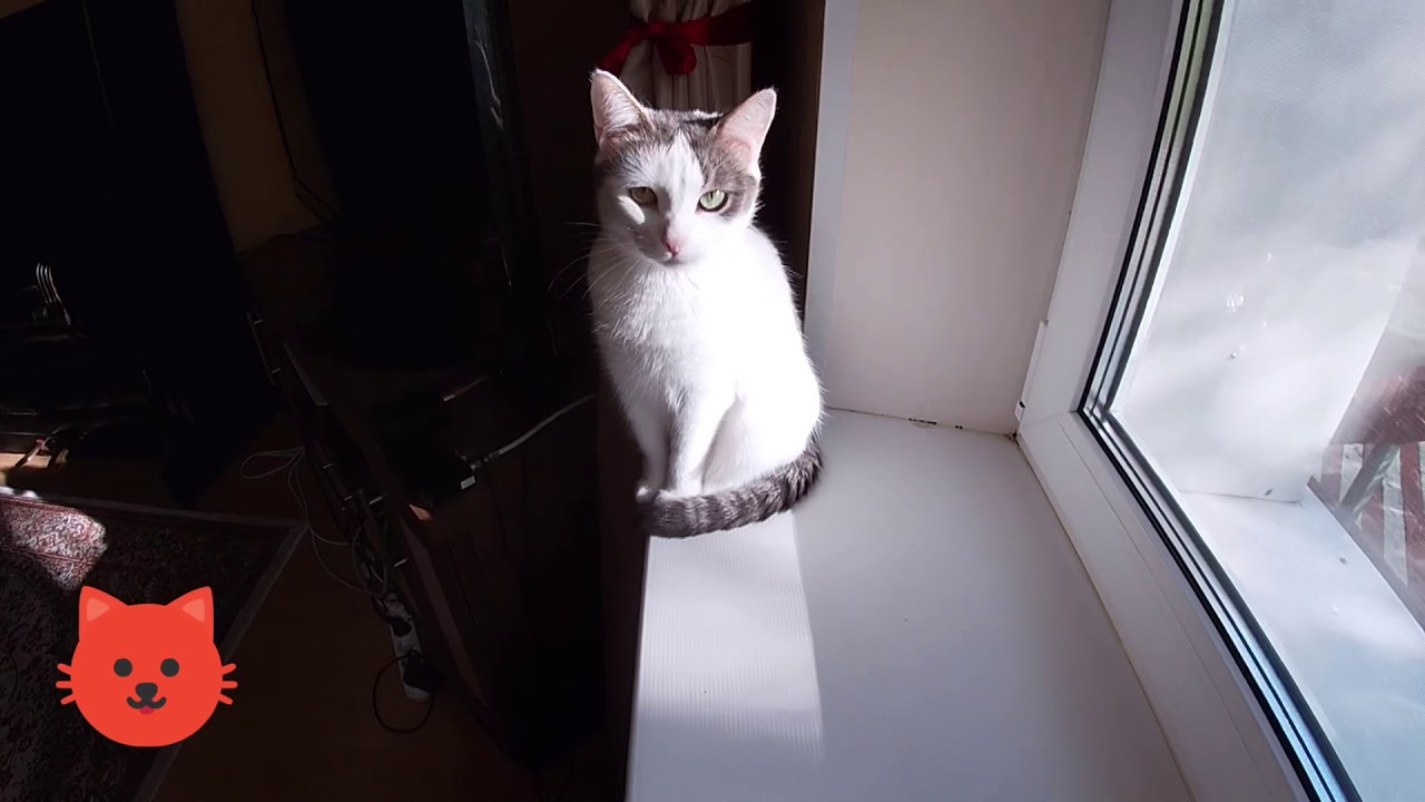 Cats and my new GoPro 7 Silver - YouTube