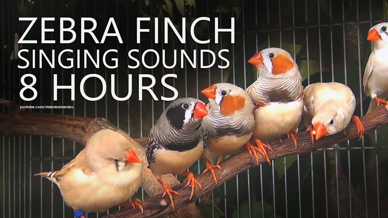 Zebra Finch Sounds: Cohewet-Cohewet - YouTube
