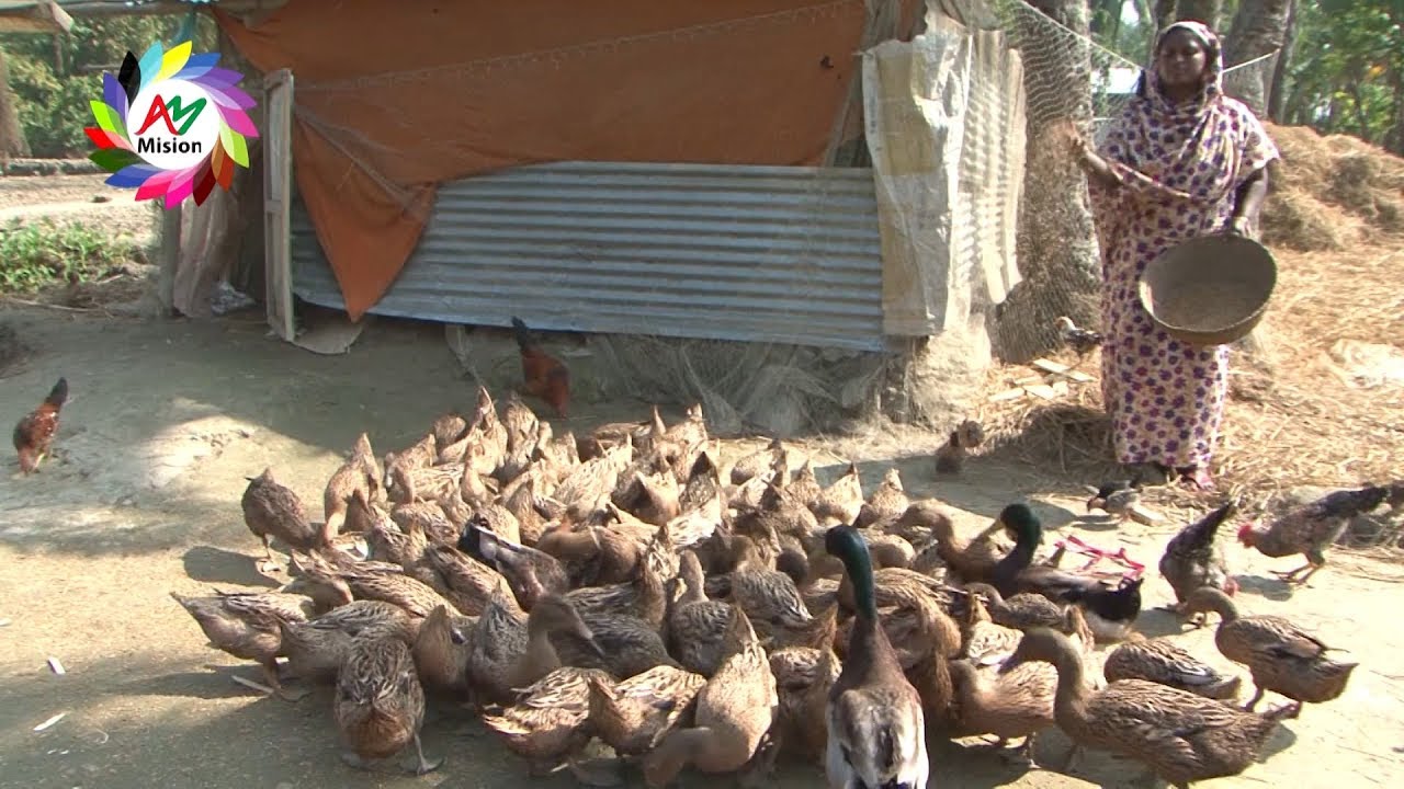 গ্রামের মা বোনেরা হাঁস-মুরগী পালন করে স্বাবলম্বী | Hash-Murgi Palon ...