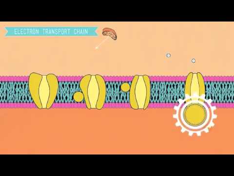 ATP & Respiration Crash Course Biology #7 - YouTube