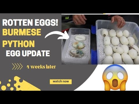 ROTTEN EGGS?! Update to Burmese Python Egg Pulling Video - YouTube