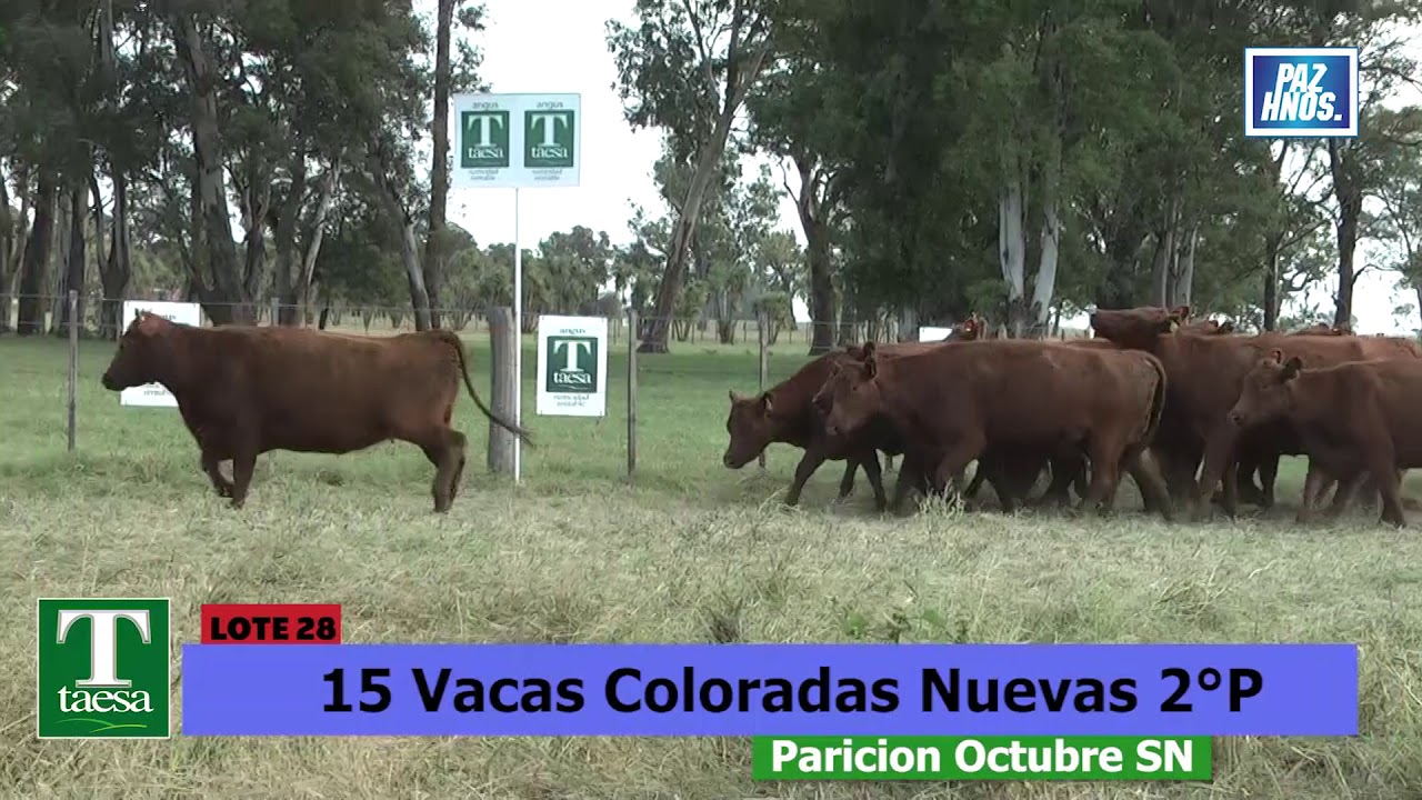 Lote 28 | 15 Vacas Coloradas Nuevas 2P Parición Octubre SN - YouTube