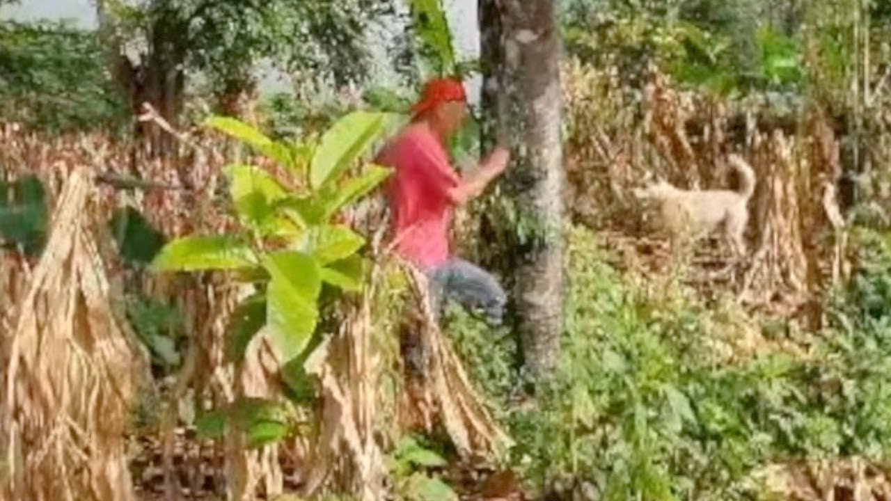 How Is This Impossible Tree YouTube how-is-this-impossible-tree-youtube