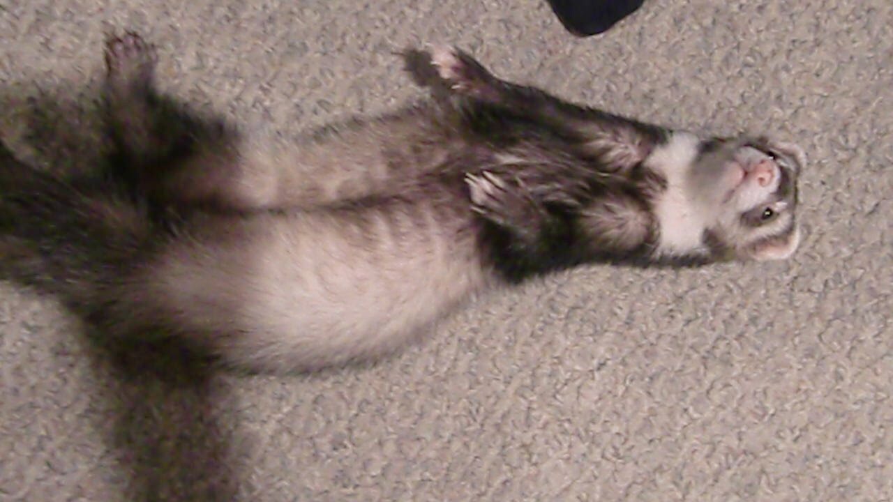 My ferret plays dead! 死んだふりをするフェレット。 - YouTube