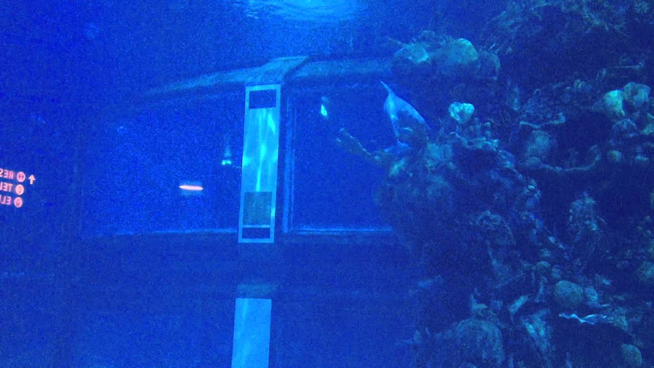 Dolphins at Epcot - YouTube