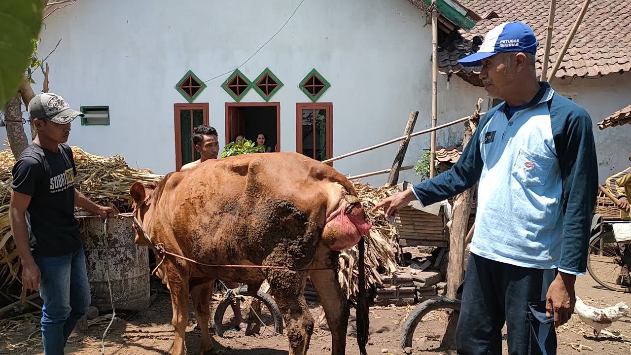 PENYEBAB DAN PENANGANAN PROLAPS ATAU BROYONG PADA SAPI - YouTube