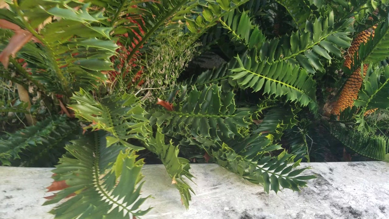 Encephalartos ferox - The Holly Leaf Cycad. - YouTube