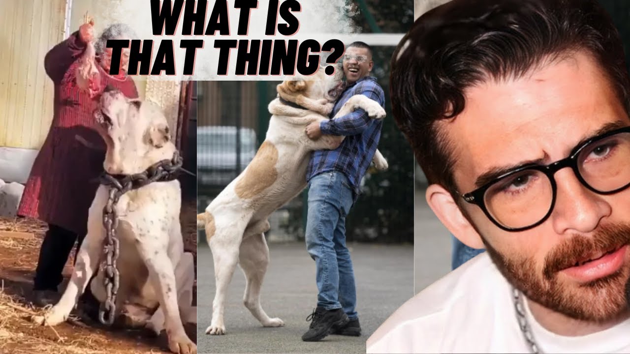 Hasanabi reacts to MASSIVE Dogs - YouTube