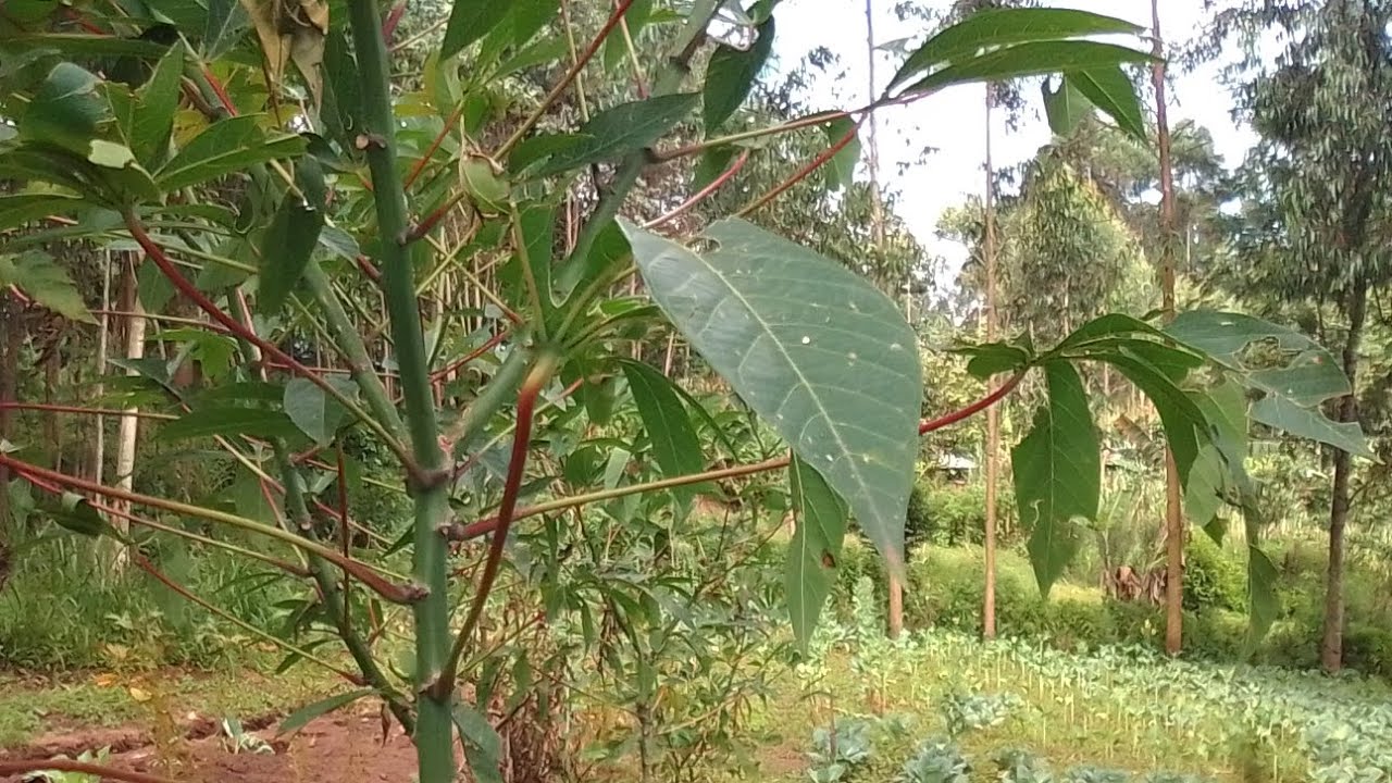 Tuber crops| arrowroot and cassava farming - YouTube