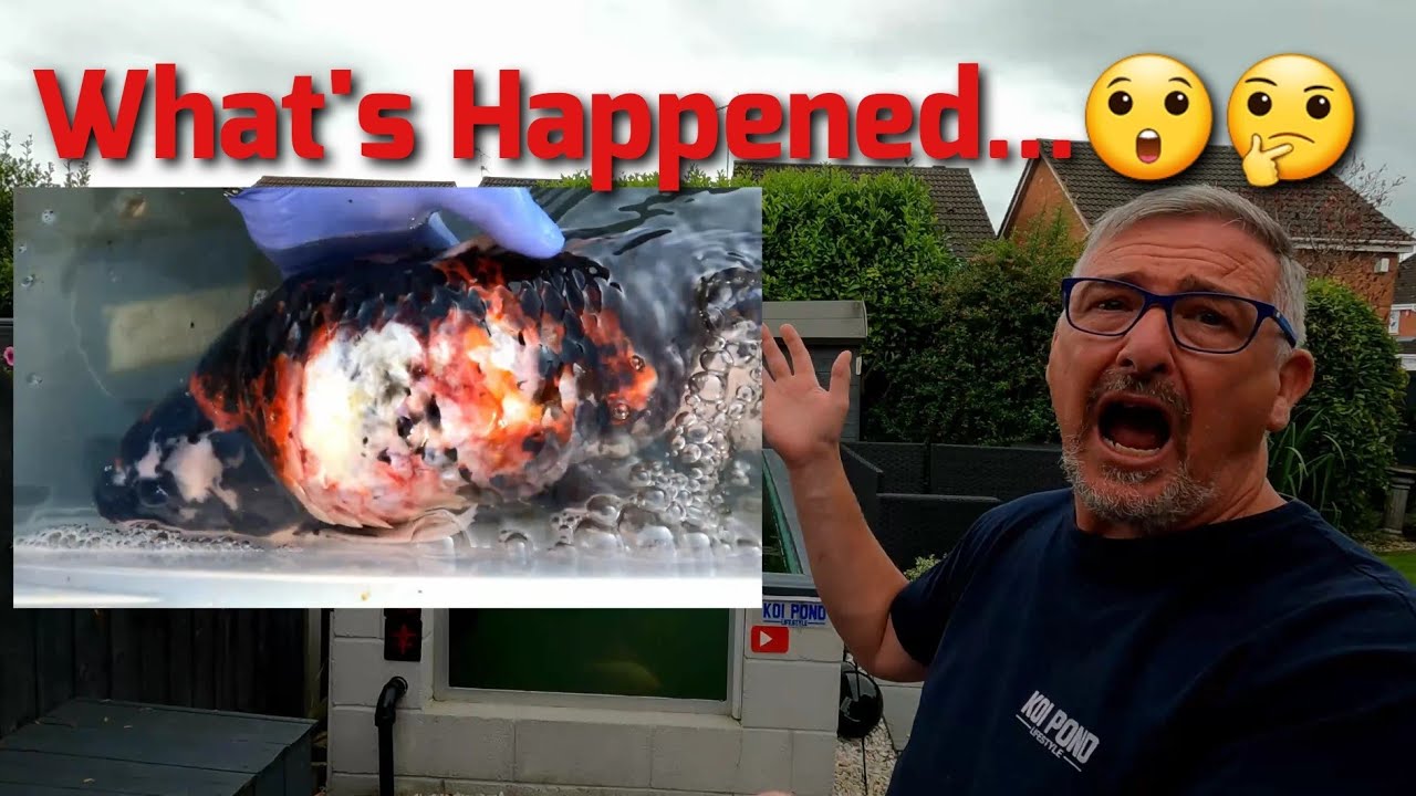 HOW DROPSY AFFECTED KOI PONDS SHOWAS HEALTH BUT WHAT CAN I DO ABOUT IT ...