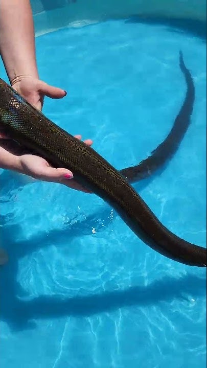 Reticulated Python enjoying a swim - YouTube
