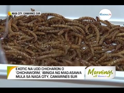 Mornings with GMA Regional TV: ‘Chichaworm’ - YouTube