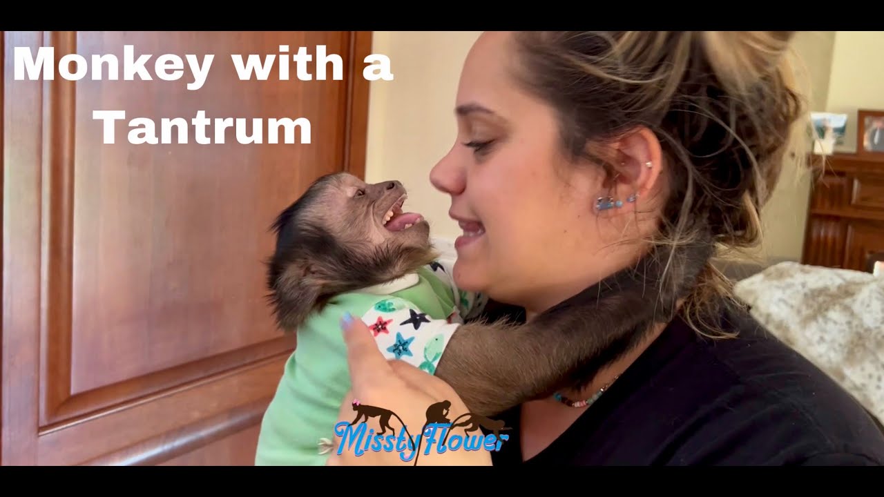 SPOILED MONKEY Toby WITH TANTRUMS 🙈 - YouTube
