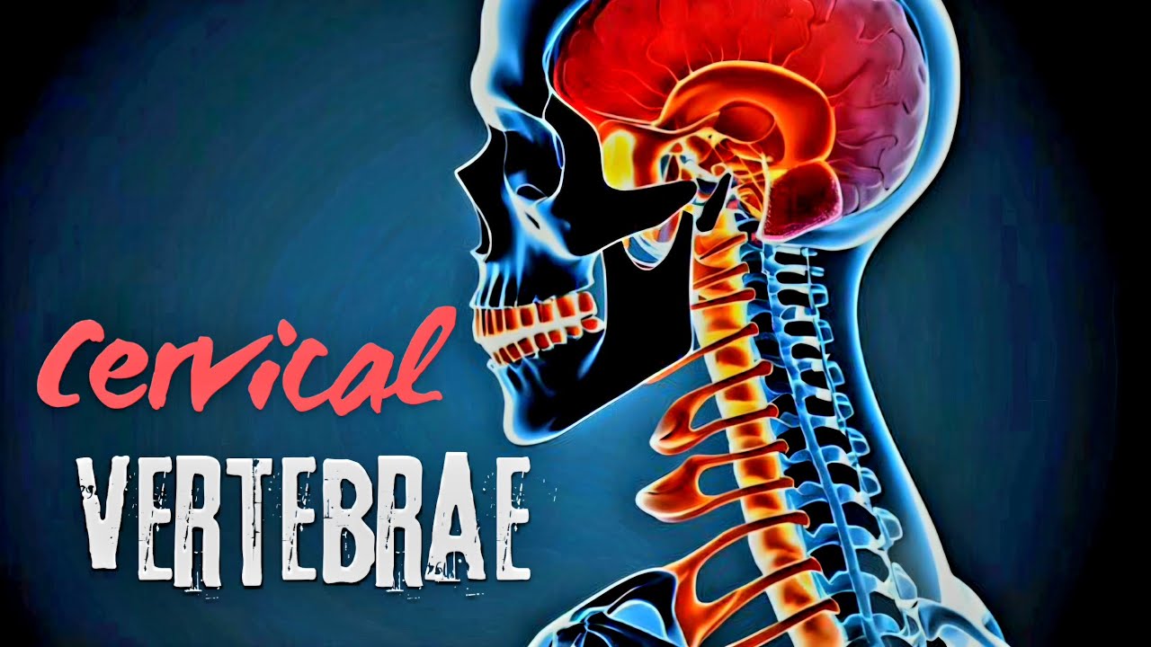 Cervical Vertebrae Explained: Structure and Adaptations I Atlas & Axis ...