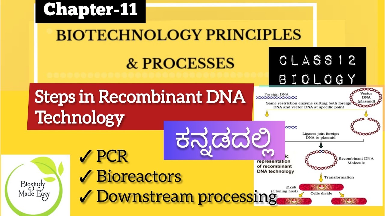 Class12 Steps in Recombinant DNA Technology ಕನ್ನಡ| biology NCERT | NEET @biostudymadeeasy - YouTube