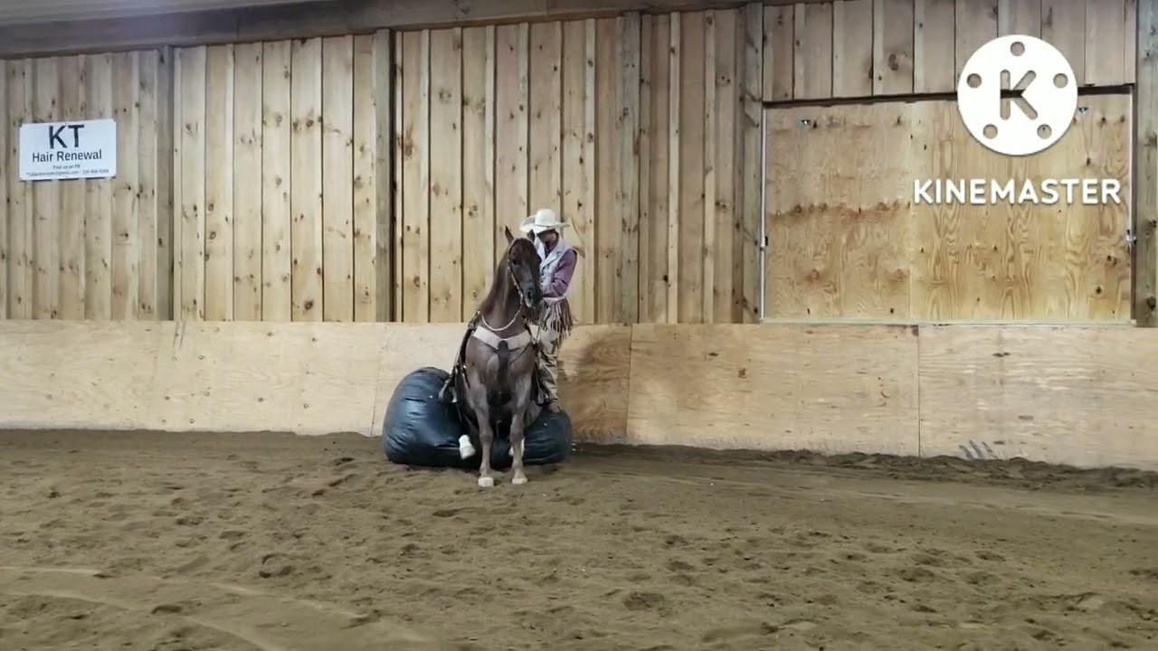 Cactus Hip #53 Offered by Triple R Stables @The Horsemans Mission ...