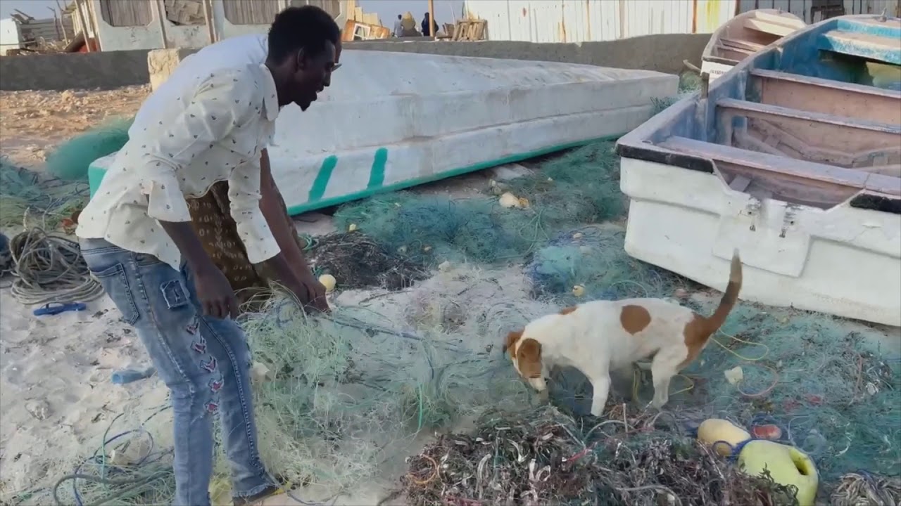 DOGS in Mogadisho Somali Nead HELP Watch Somali PPL Always Helping ...