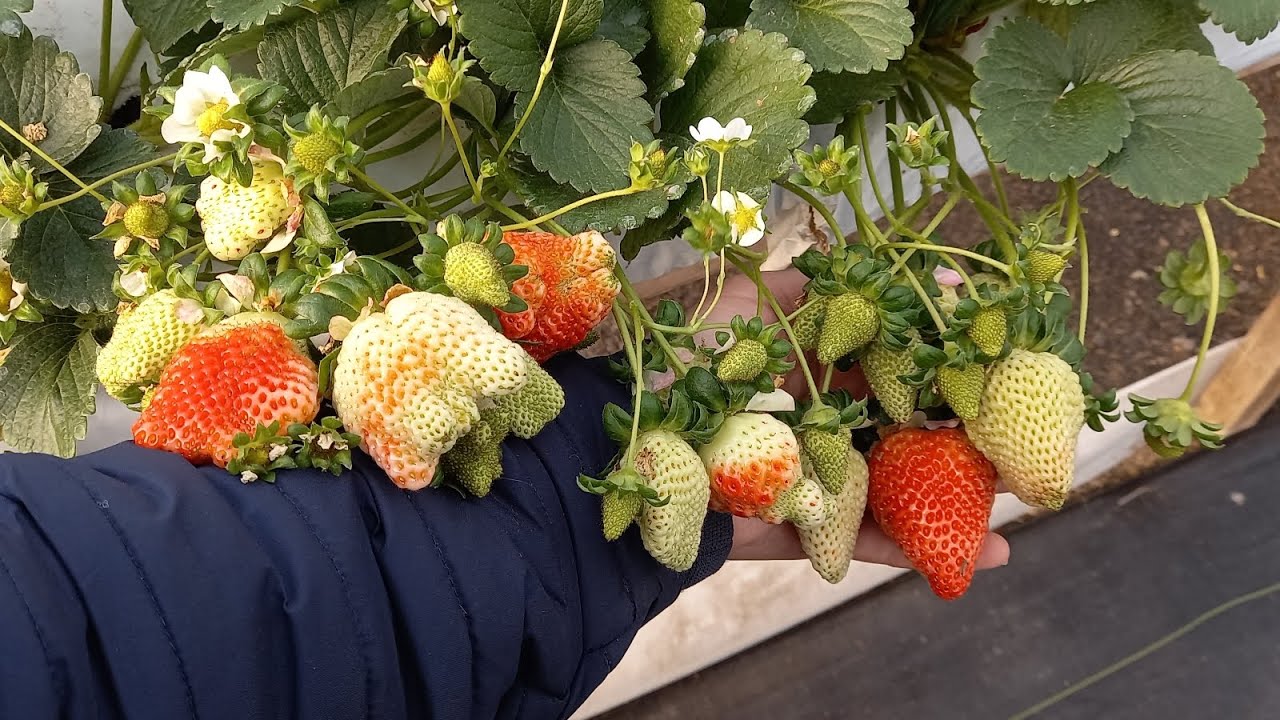 Produção de morango sem agrotóxicos - YouTube