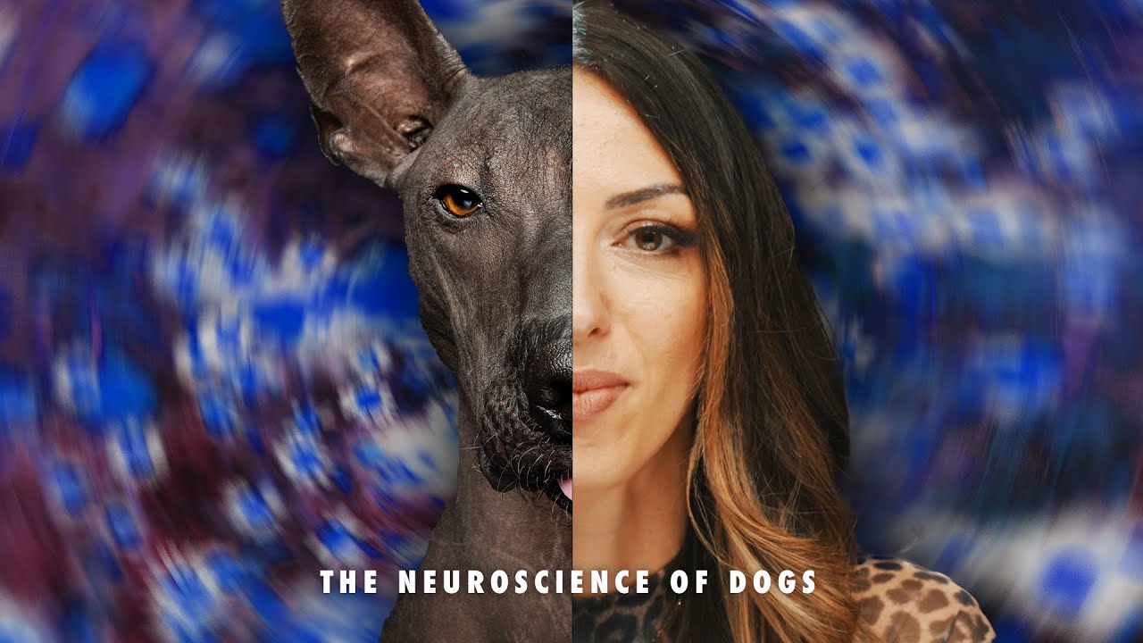 Do dogs morph into their owners? - YouTube