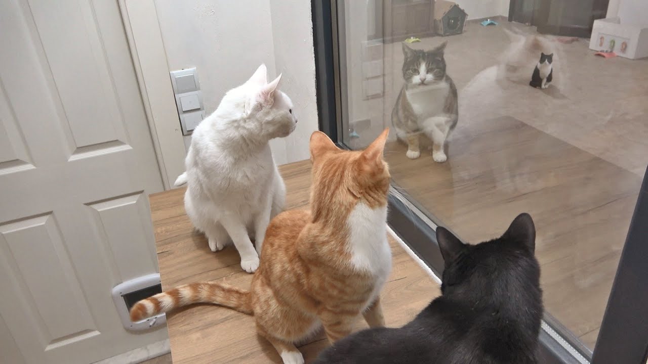 COLLISION Part Two: The First Encounter Between Two Cat Gangs - YouTube
