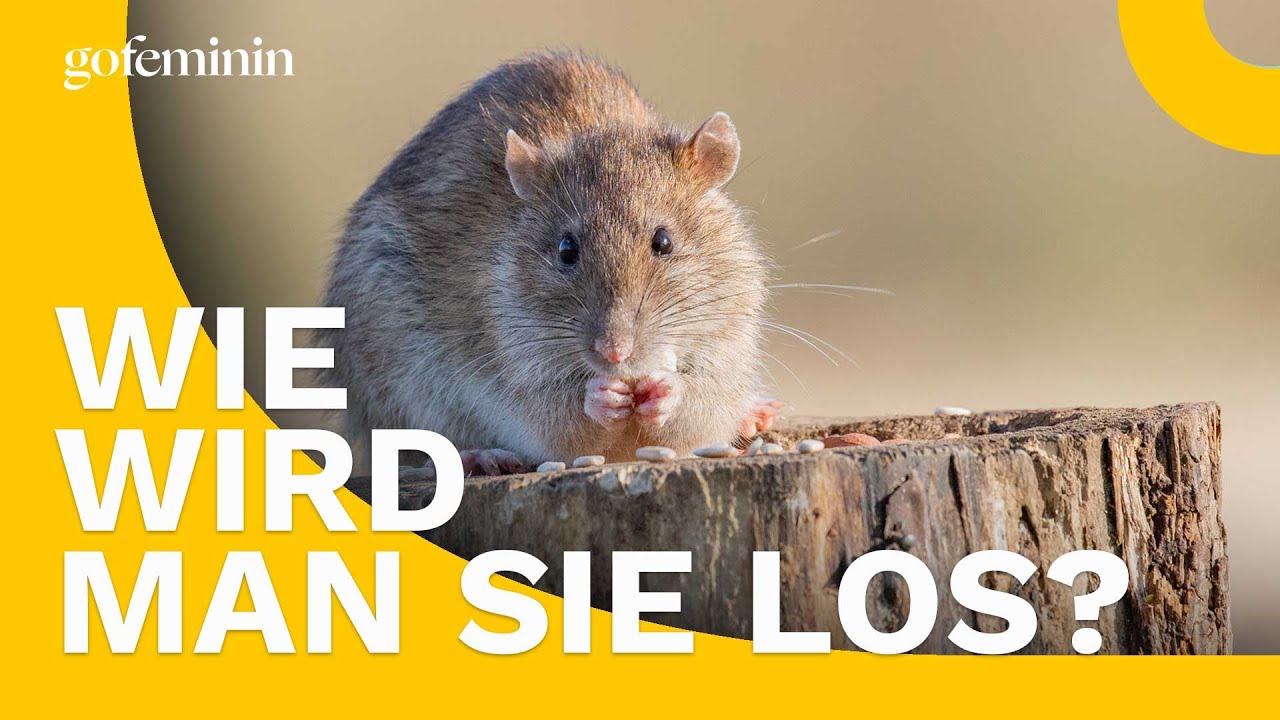 Wie Wird Man Ratten Los