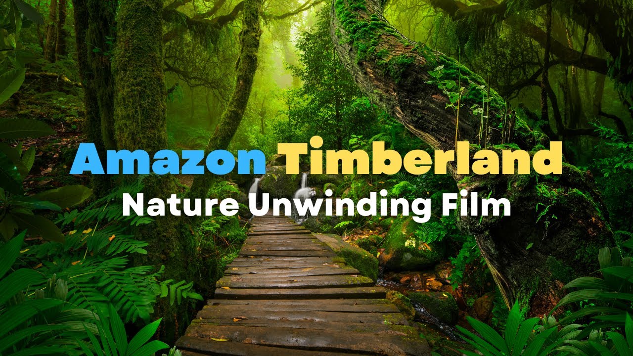 Amazon Forest - The World’s Largest Tropical Rainforest | Nature ...