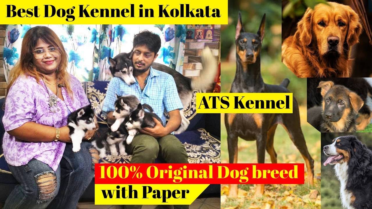 Best Dog Kennel in Kolkata | ATS Kennel | dog market in kolkata | KCI ...