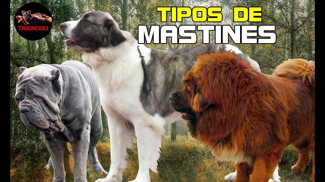 Razas De Mastines Sierra Sálvada: Los Mastines Y Otros Perros