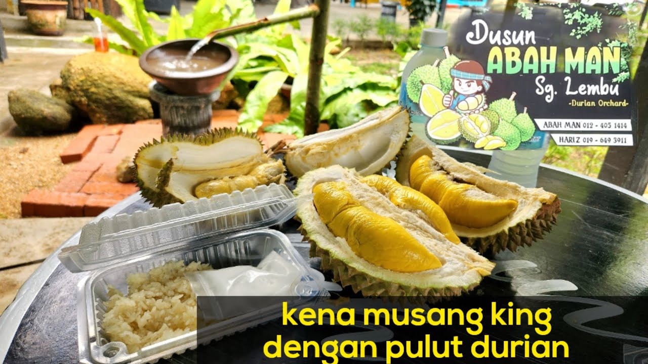 MUSANG KING dengan pulut durian kat dusun Abah Man sg Lembu - YouTube