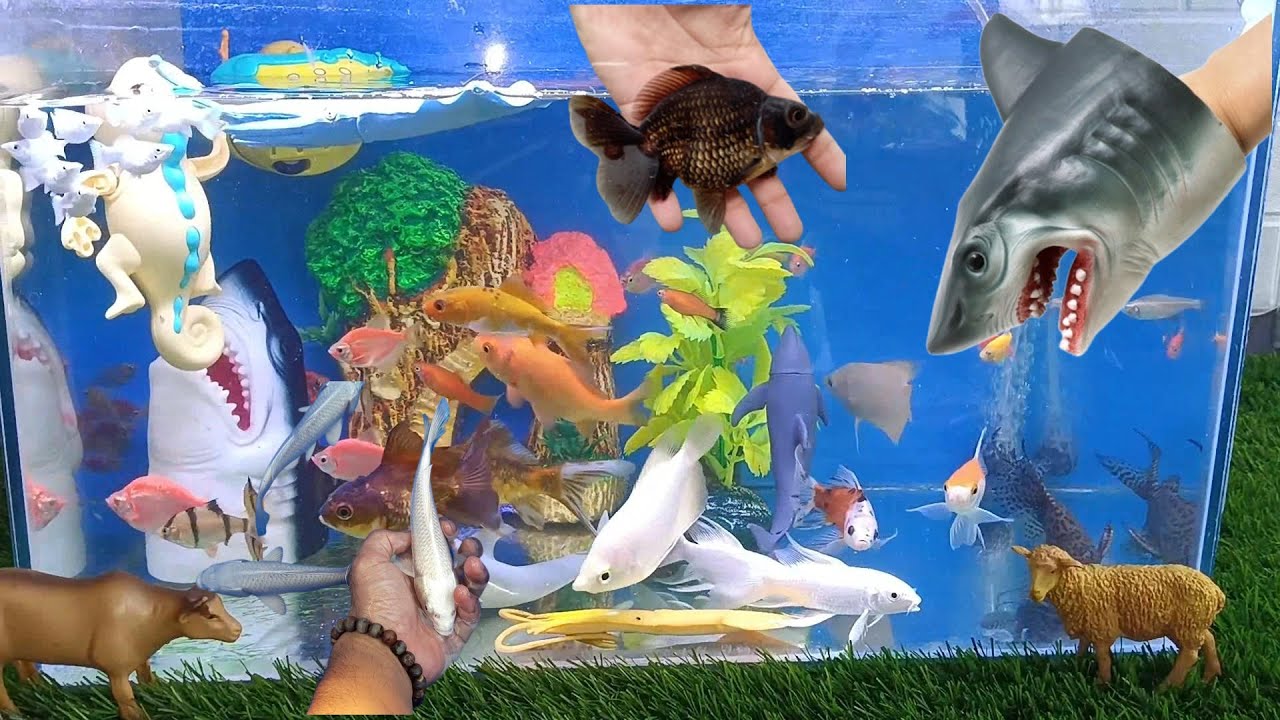Collection of Cute Animals,koi slayer fish,goldfish,molly fish,shark ...
