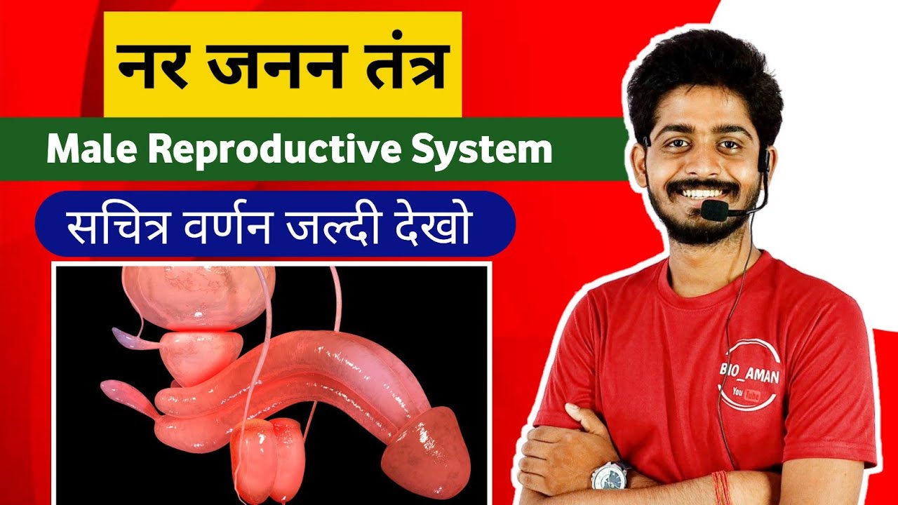 नर जनन तंत्र | Male Reproductive system | Nar janan tantra in hindi ...