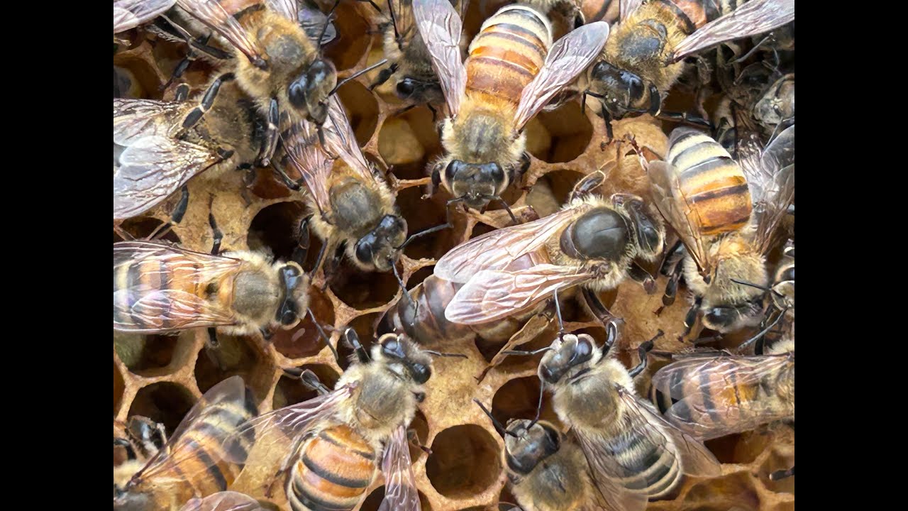 Brother B's Bees: My First Cutout - YouTube