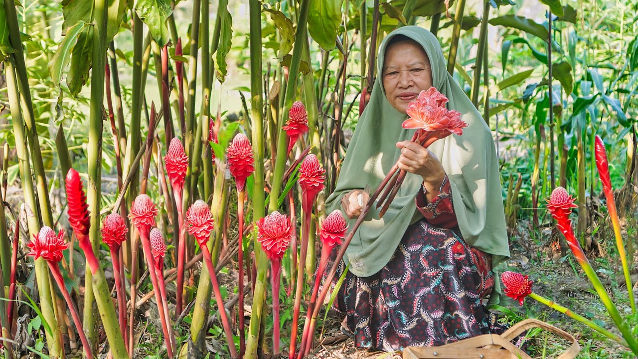 Memetik Bunga Kecombrang di Kebun | Masak Ayam Goreng, Gethuk Ubi Lapis ...