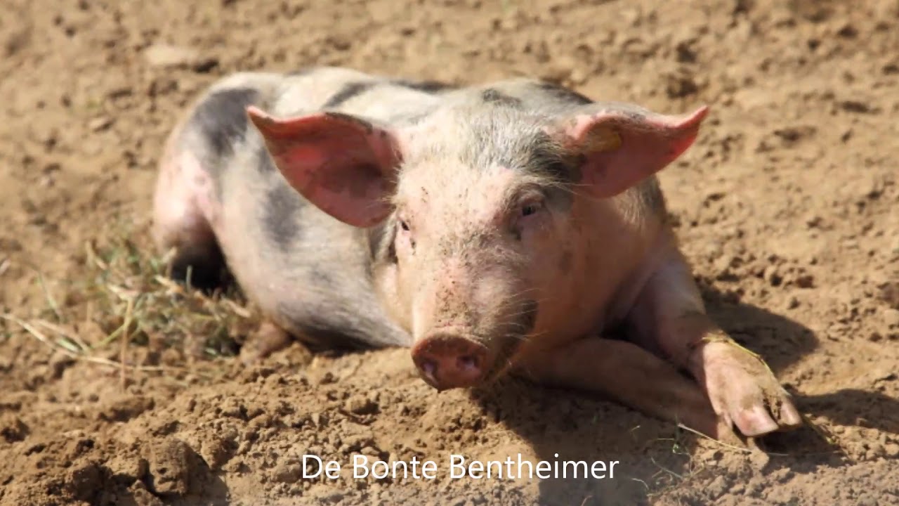 Varkens zijn er in soorten en maten, slim zijn ze allemaal - YouTube