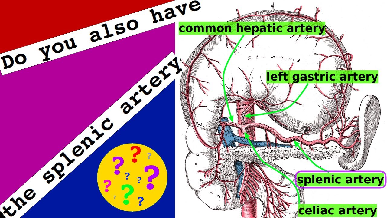 Arteria Lienalis Aorta Abdominalis Flashcards | Memorang