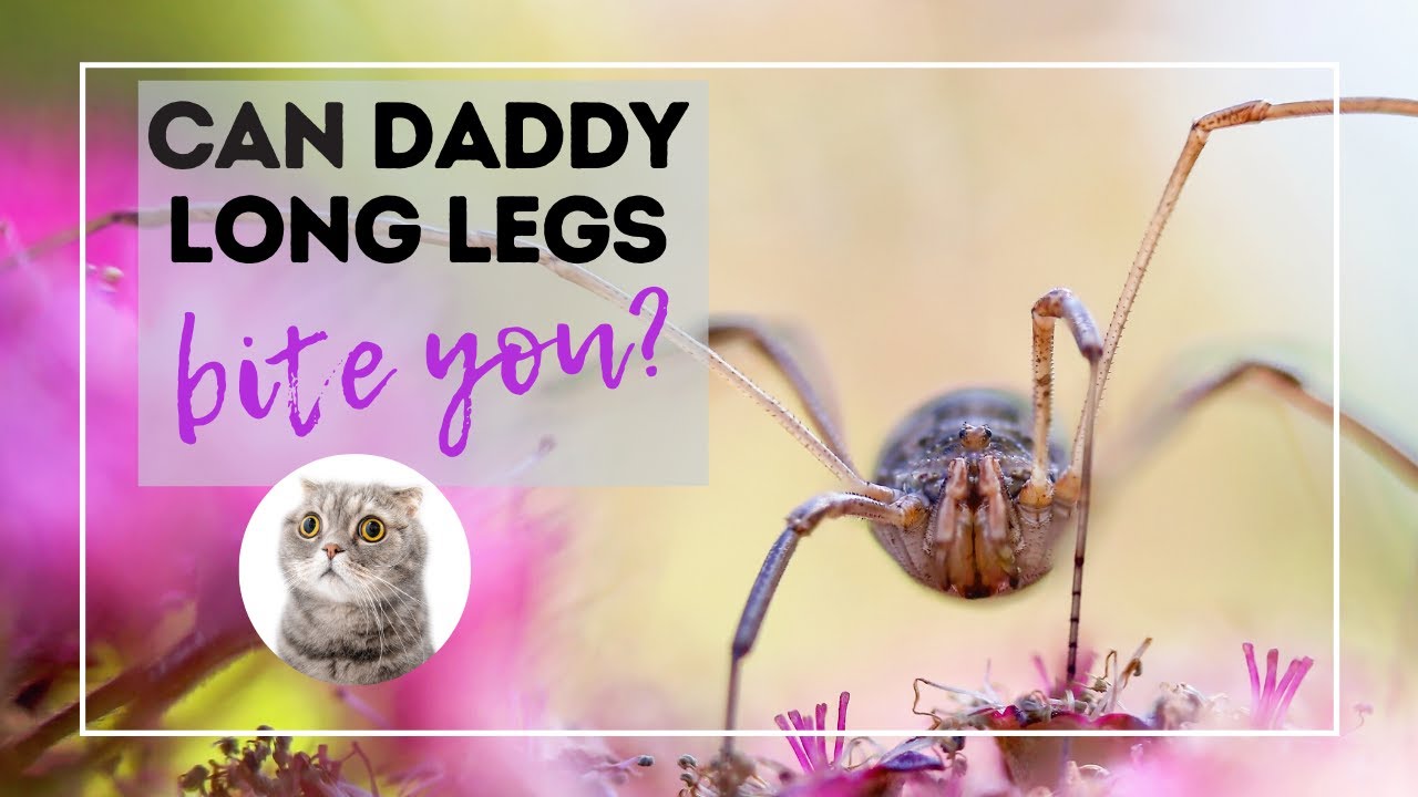 Can Daddy Long Legs Bite You? - YouTube