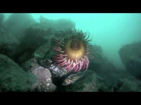 Ogden Point Breakwater - SCUBA Dive Victoria B.C. - YouTube