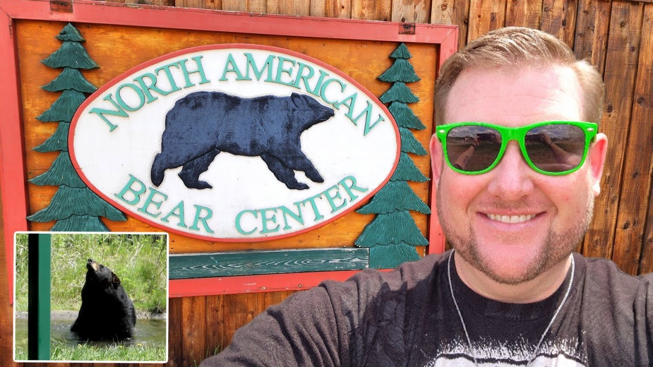 UP CLOSE with BLACK BEARS | NORTH AMERICAN BEAR CENTER Ely, MN - YouTube