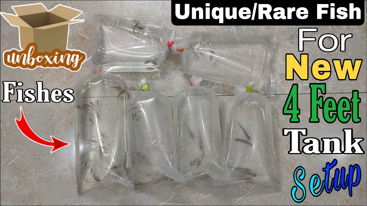 UNBOXING Aquarium Fishes In Huge Quantity For My 4 Feet Tank Setup ...