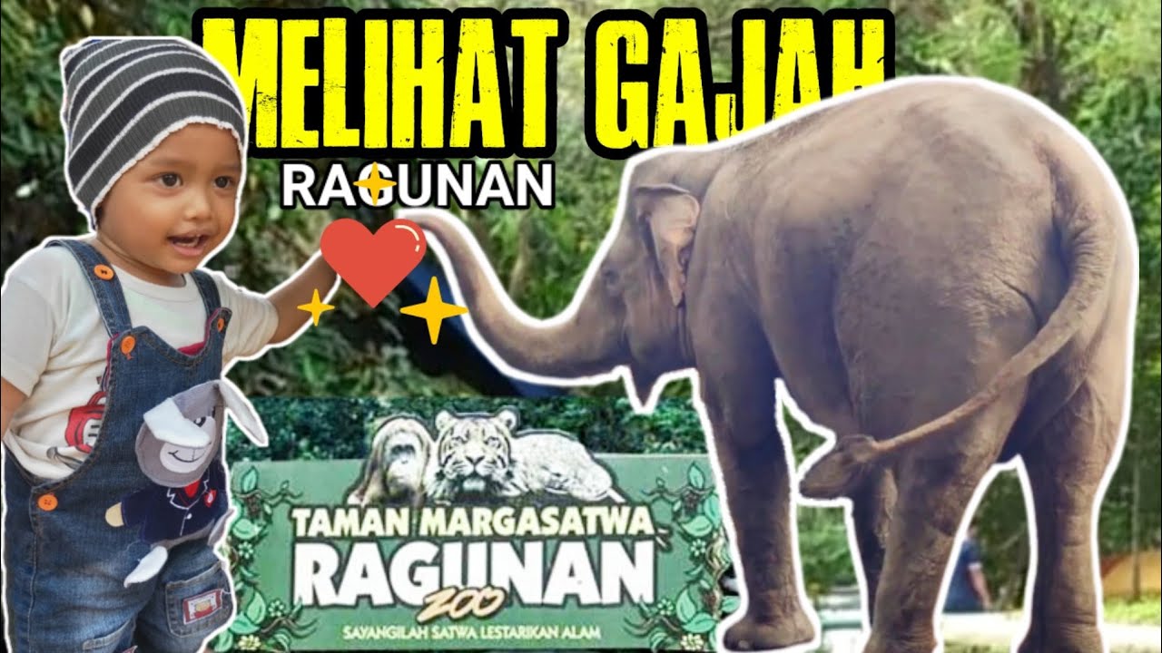 Liburan Melihat Gajah di Kebun Binatang Ragunan Jakarta #RagunanZoo ...
