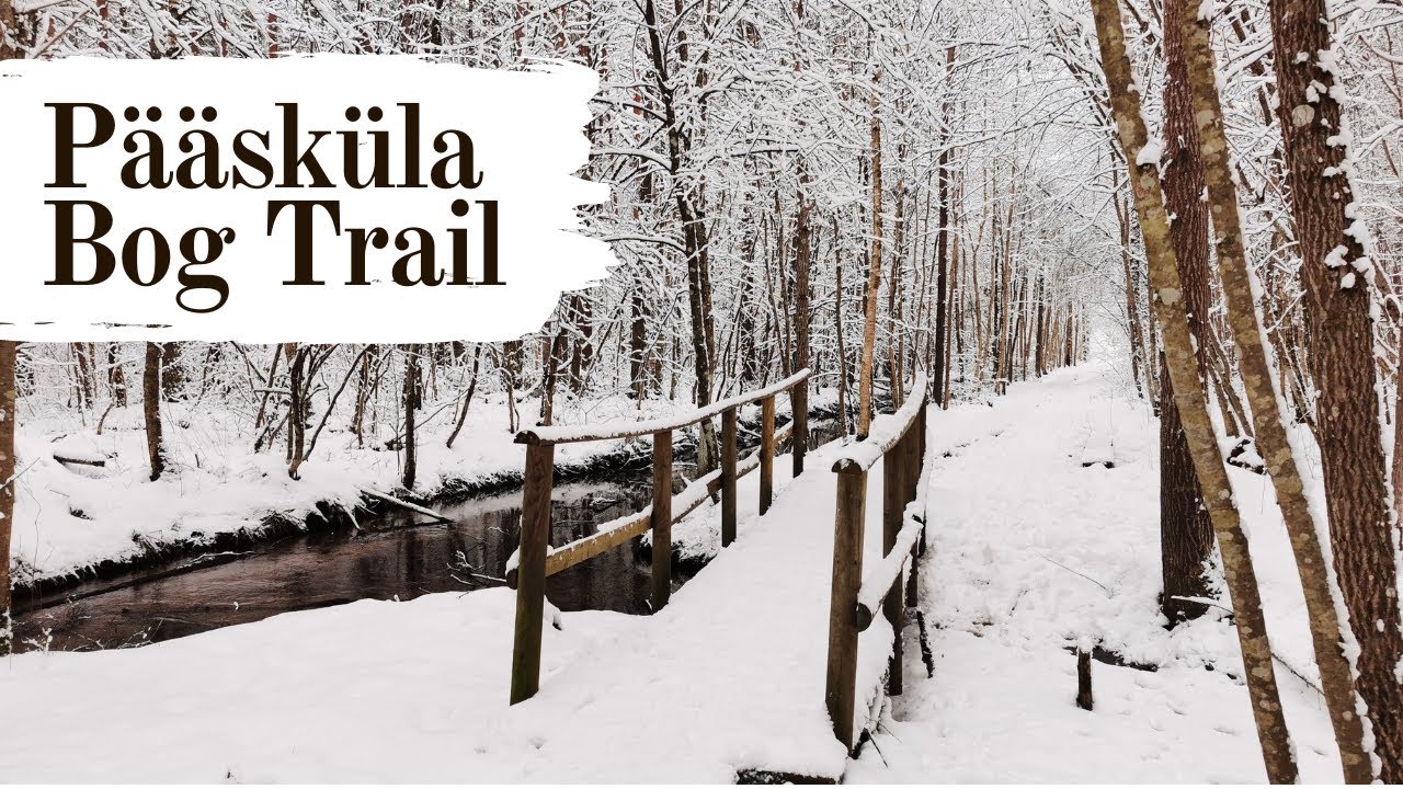 Winter Wonderland: A Peaceful Walk in Pääsküla Bog Trail | Pääsküla ...
