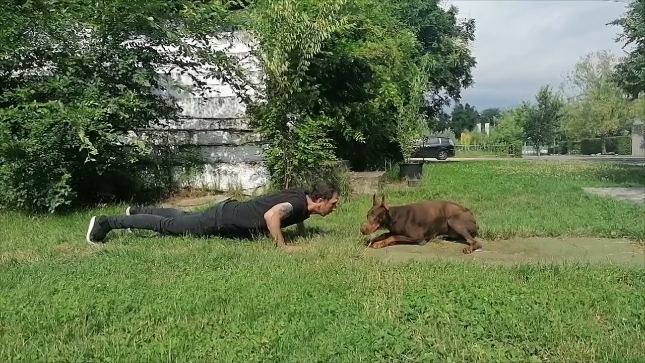 Dog Mimicking Owner in Synchronized Routine Then Follow Words - YouTube