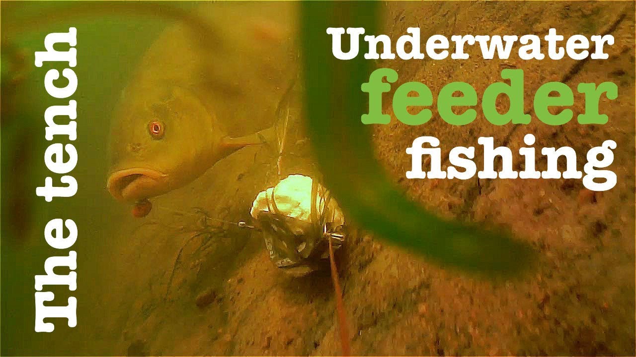 The regular tench - Underwater feeder fishing - Breamtime S3 E3 - YouTube