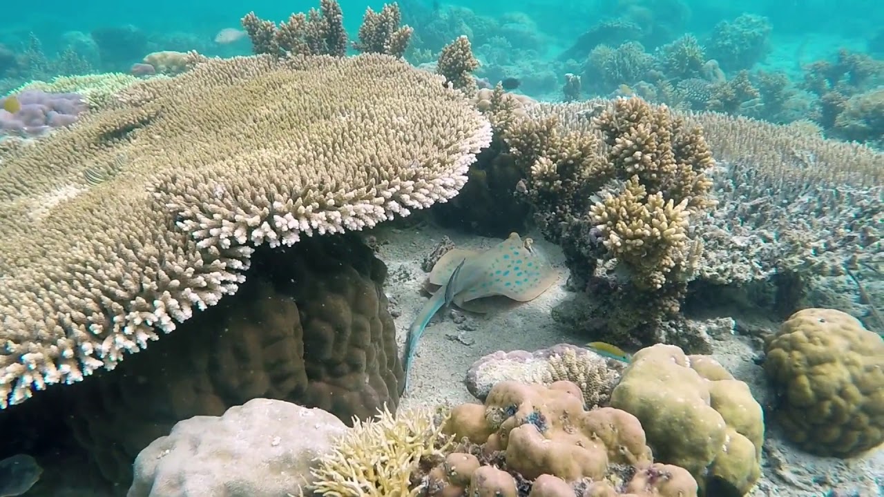 Calm underwater world. - YouTube